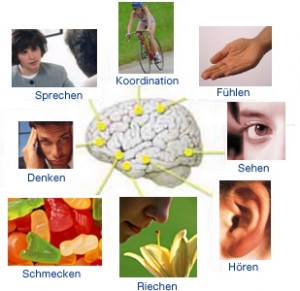Lernen und Gehirn – Lernen aus der Sicht der Neurobiologie - blog ...